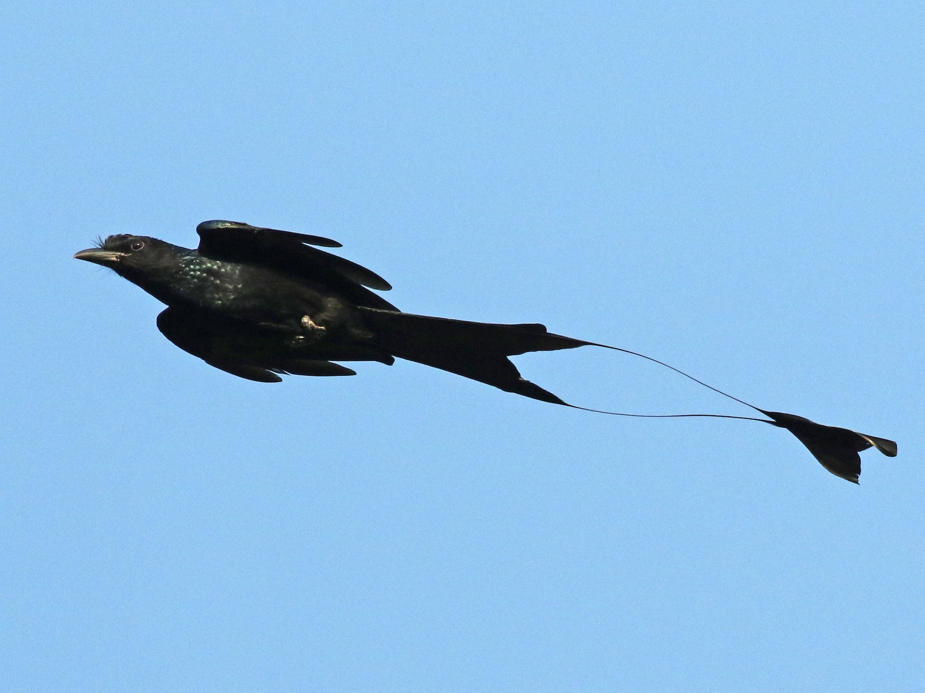 Greater Racket-tailed Drongo - eBird