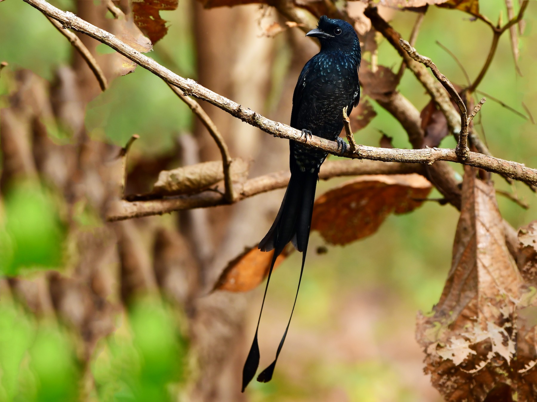 Greater Racket-tailed Drongo - eBird