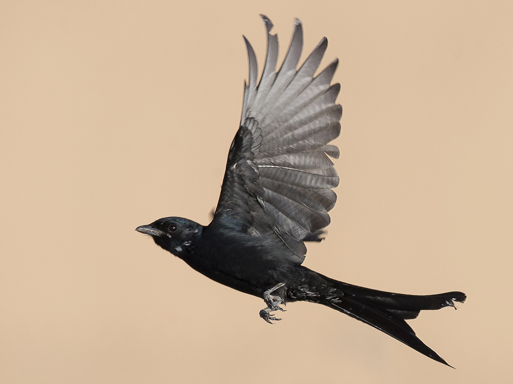Black Drongo - eBird