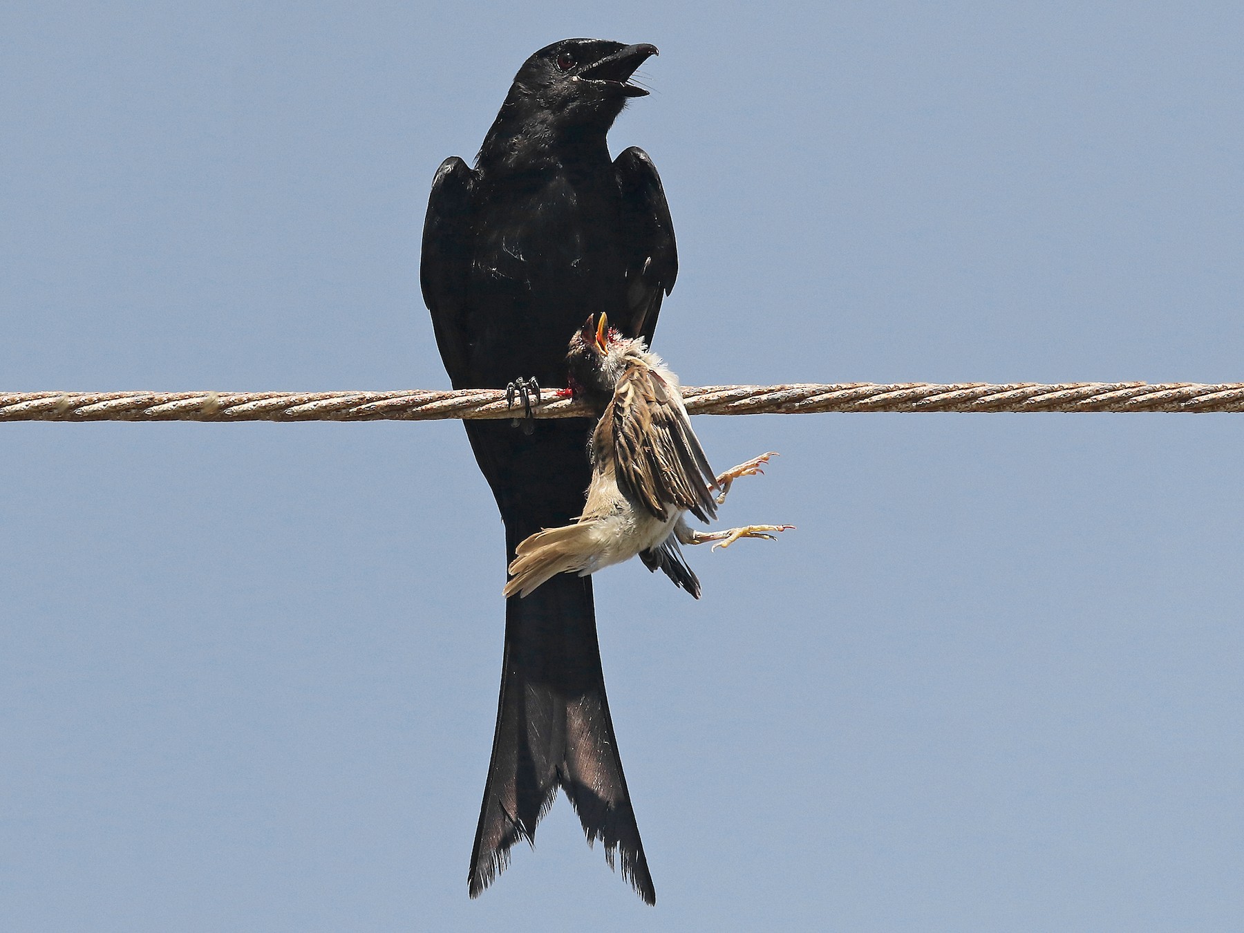 Black Drongo - eBird