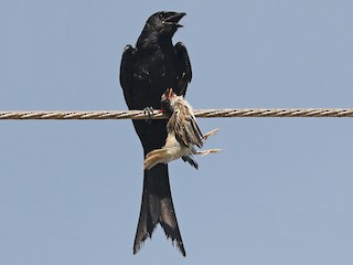 Black Drongo - eBird