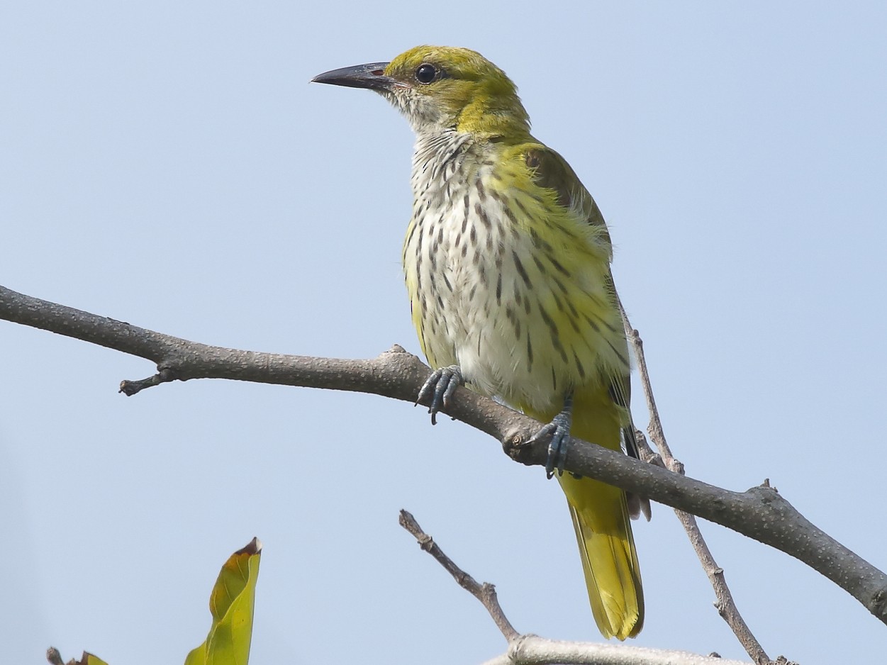 Indian Golden Oriole - eBird