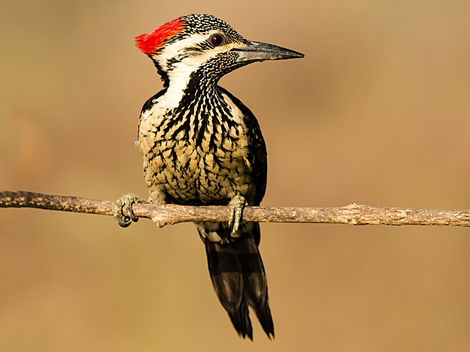 Black-rumped Flameback (Lesser Goldenbacked Woodpecker) - eBird