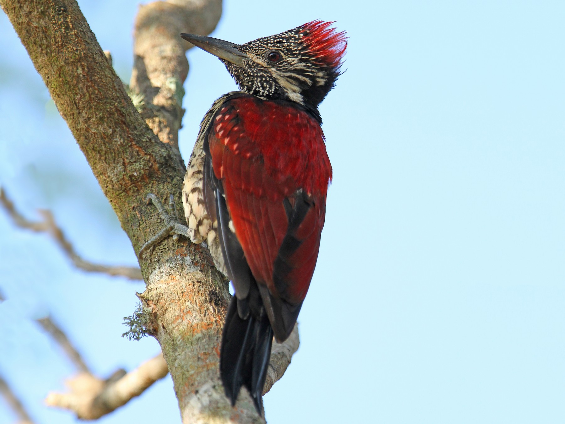 Black-rumped/Red-backed Flameback - eBird