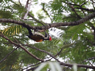 Black-rumped Flameback - eBird