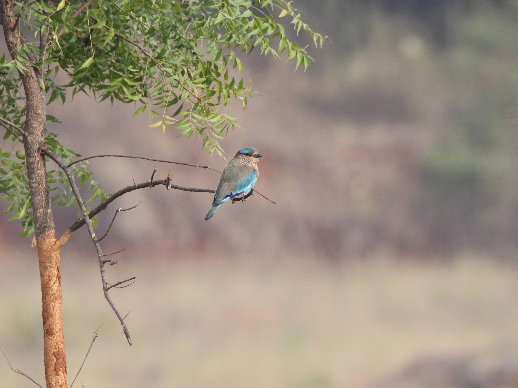 Indian Roller - eBird