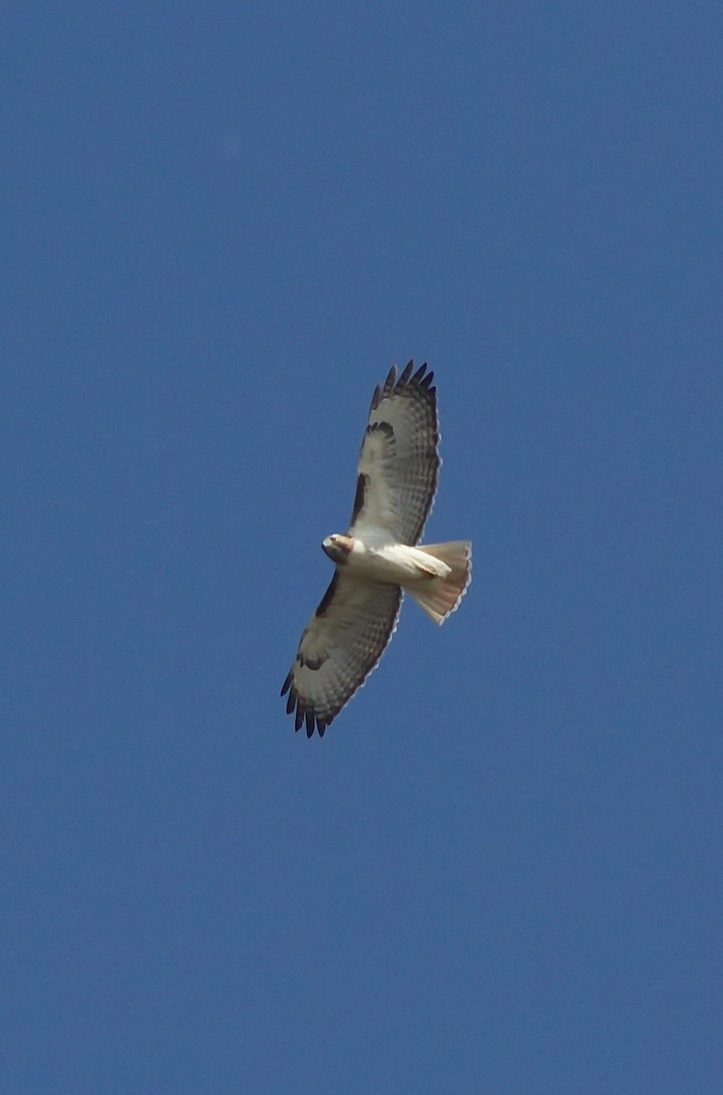 eBird Checklist - 11 Nov 2013 - Smith Point--Candy Abshier WMA (UTC 048 ...