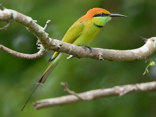 Asian Green Bee-eater - eBird