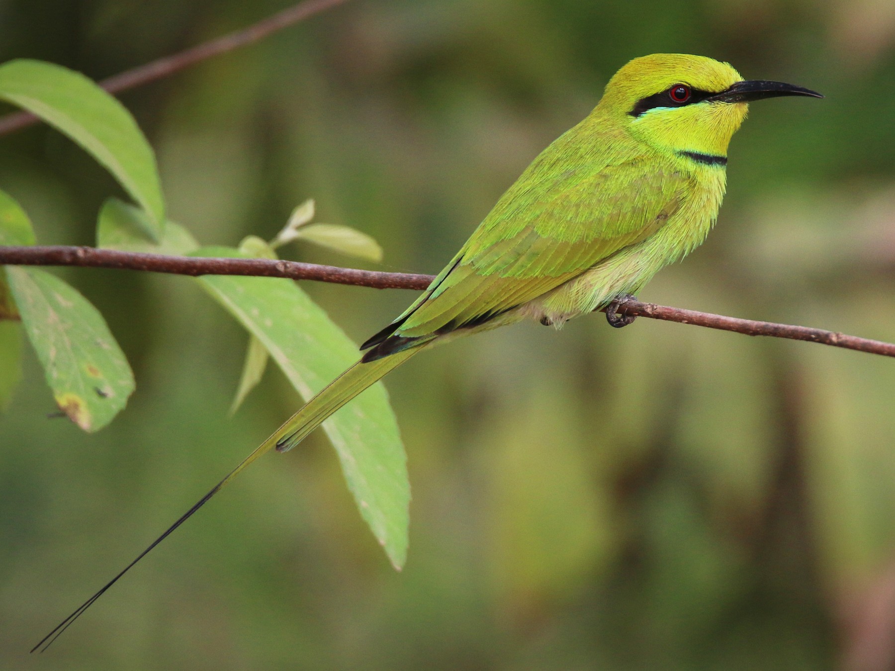 African Green Bee-eater - eBird