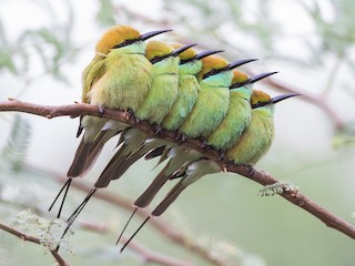 Asian Green Bee-eater - eBird
