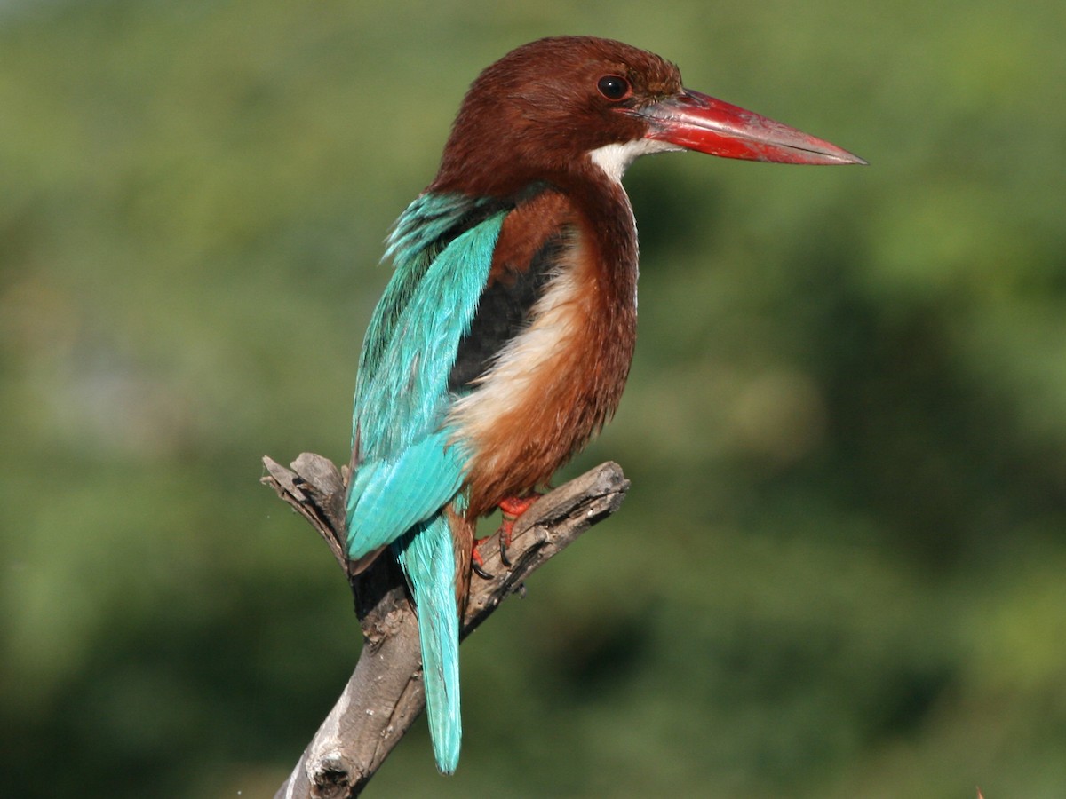 White-throated Kingfisher - Halcyon smyrnensis - Birds of the World