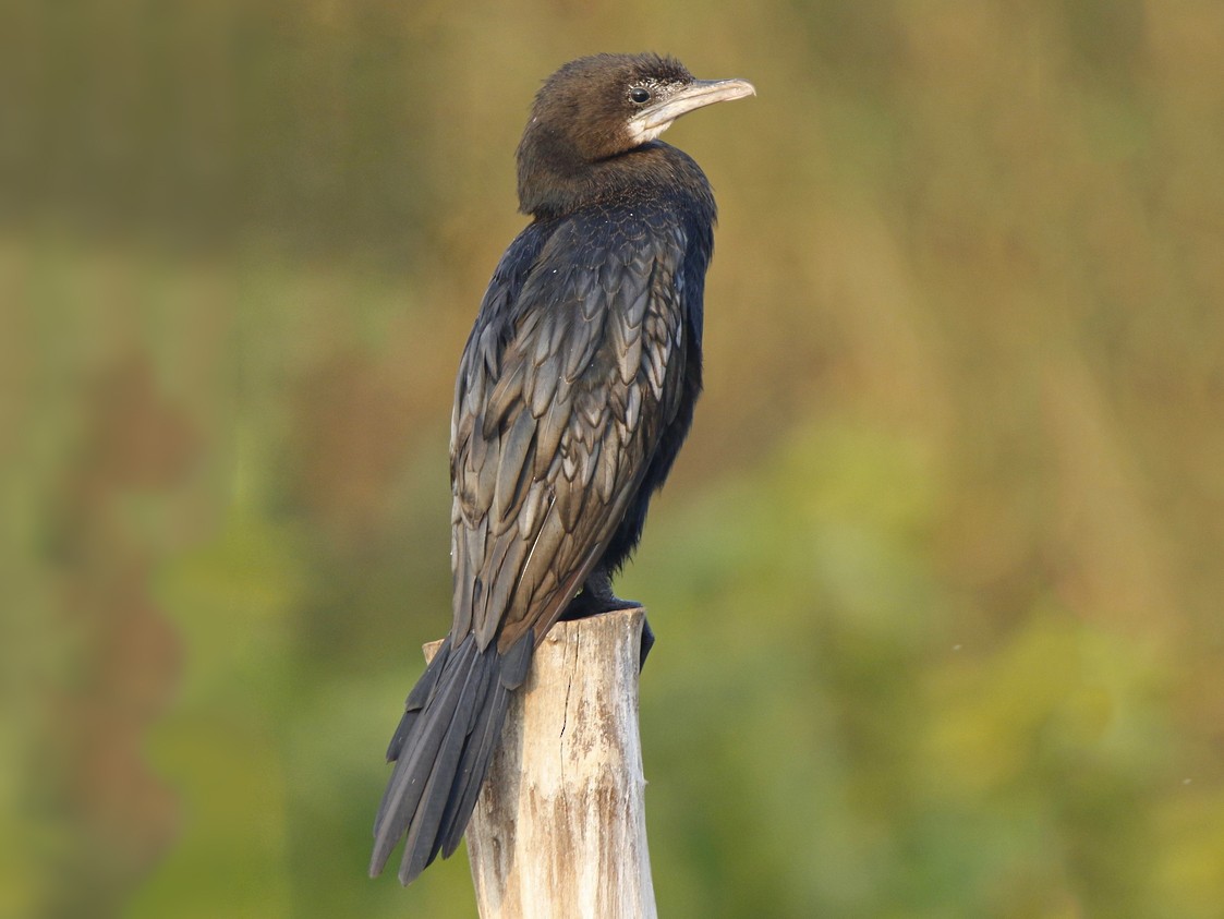 Little Cormorant - eBird