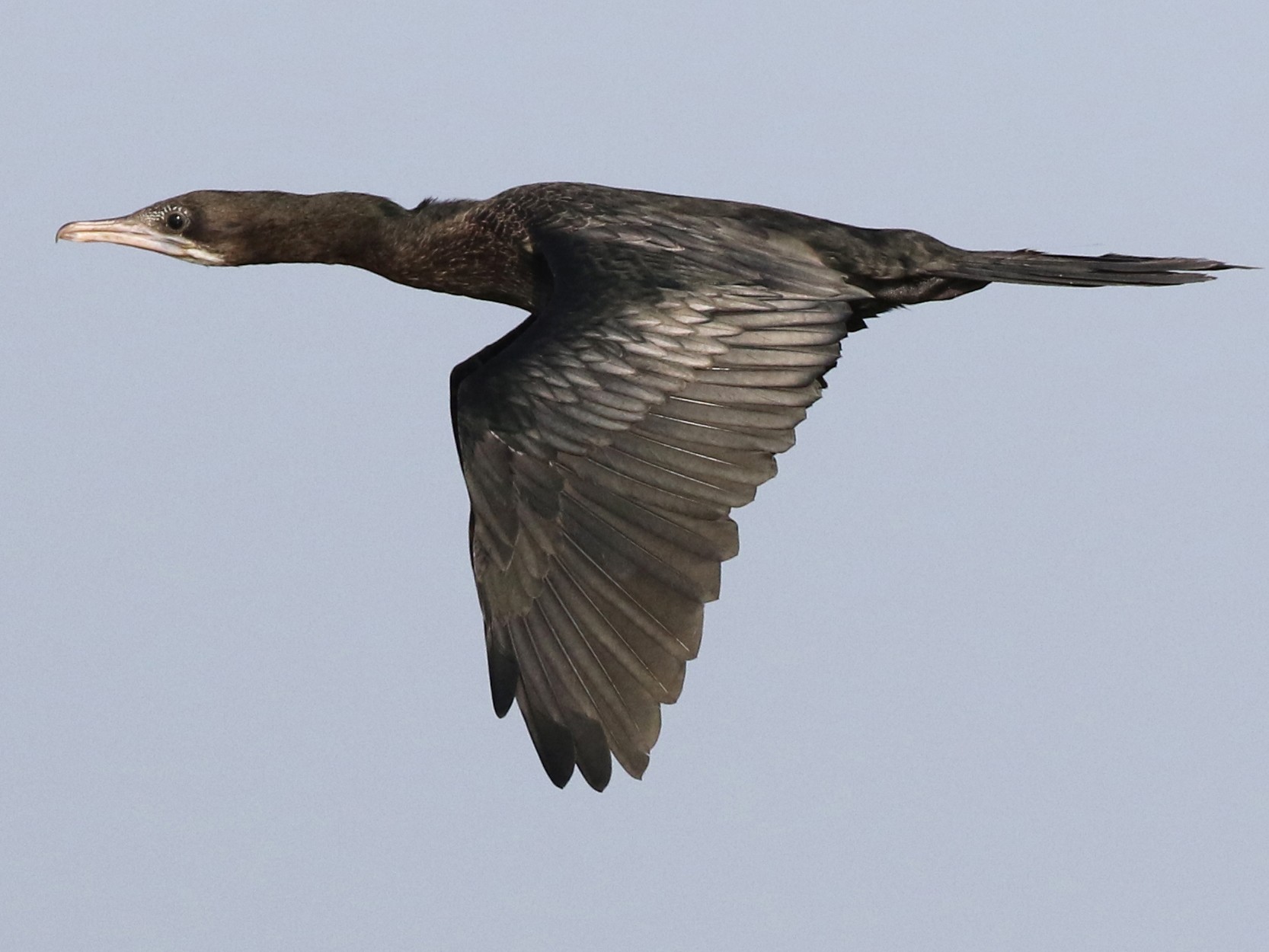 Little Cormorant - eBird