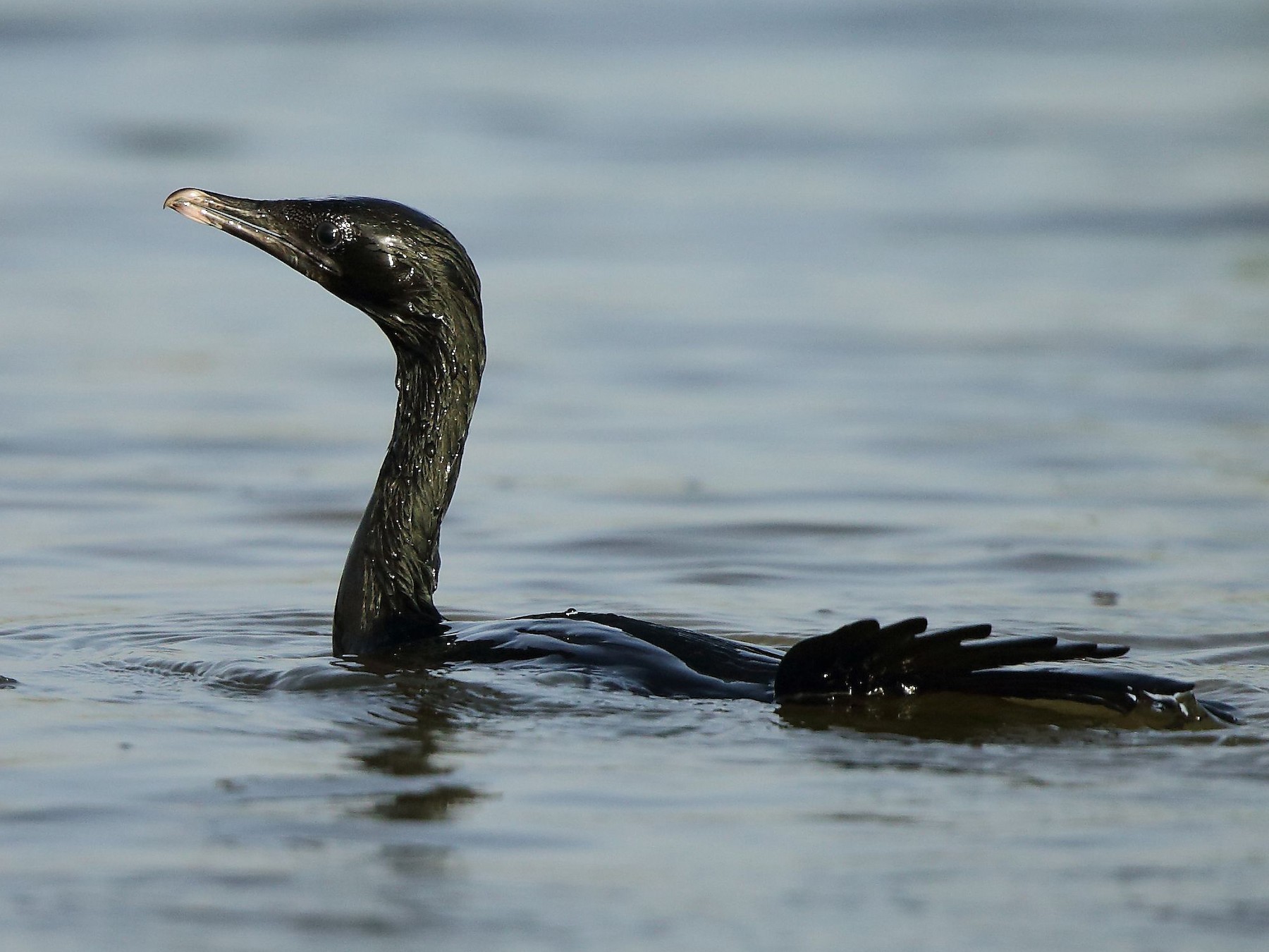 Little Cormorant - eBird