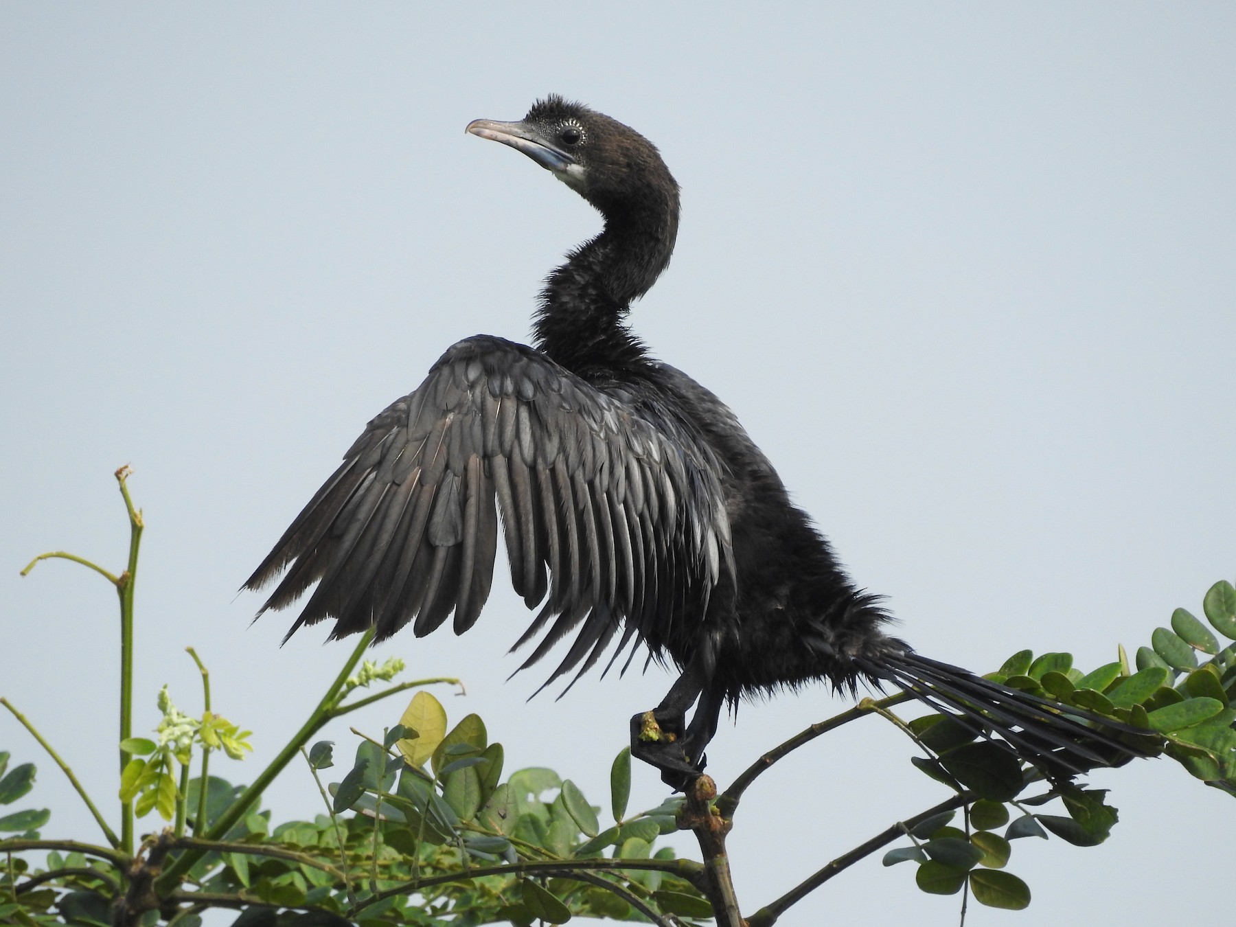 Little Cormorant - eBird