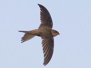 Asian Palm Swift - eBird