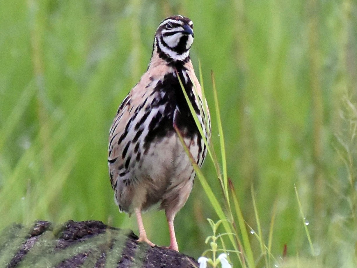 Rain Quail - eBird