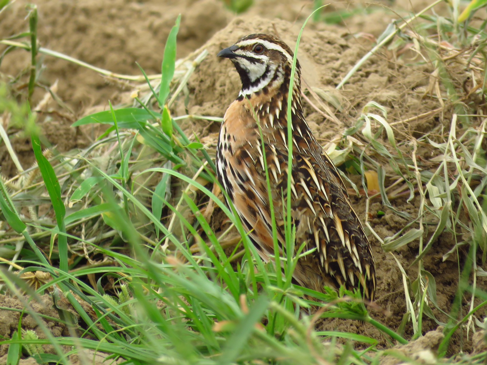 Rain Quail - eBird