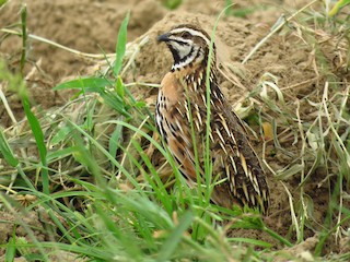 Rain Quail - eBird