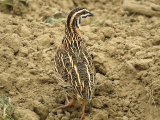 Rain Quail - eBird