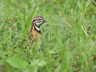 Rain Quail - eBird