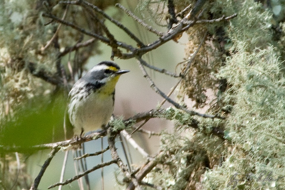 Chipe Cejas Amarillas x Negrogris (híbrido) - eBird