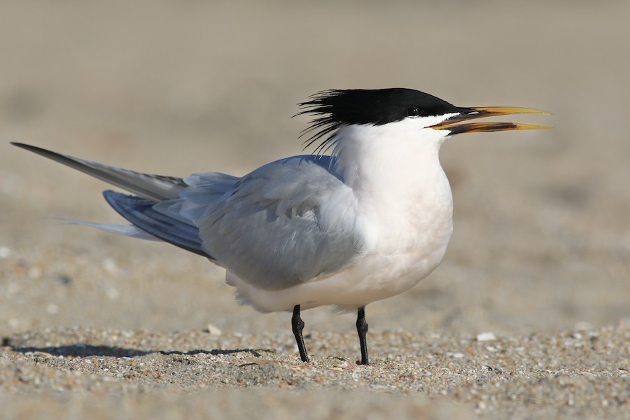 Sandwich x Elegant Tern (hybrid) - eBird