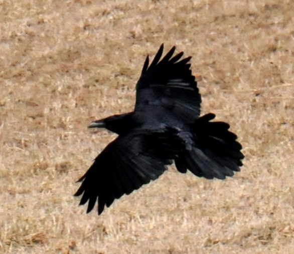 eBird Checklist - 11 Dec 2012 - Valmont Area: Field of Ravens - 2 ...
