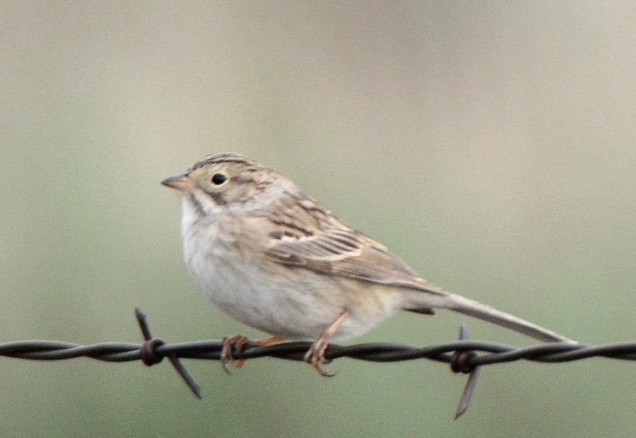 Clay-colored x Brewer's Sparrow (hybrid) - eBird