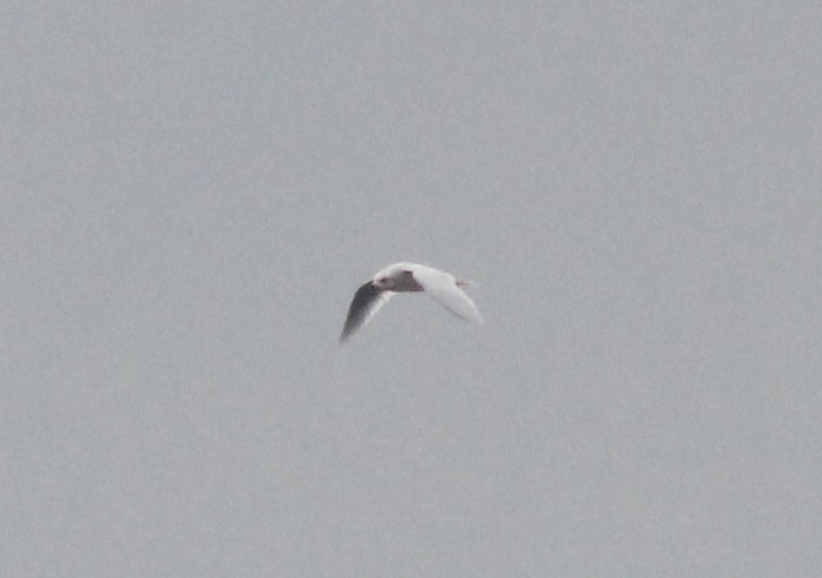 eBird Checklist - 3 Dec 2013 - Red Rock Reservoir--Cordova Park - 30 ...