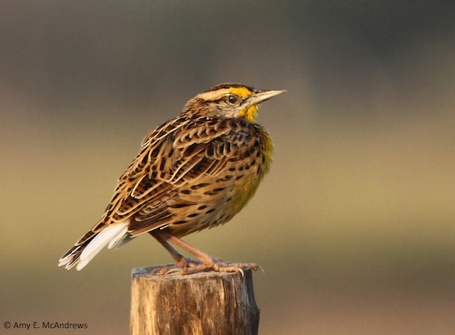 Eastern Meadowlark