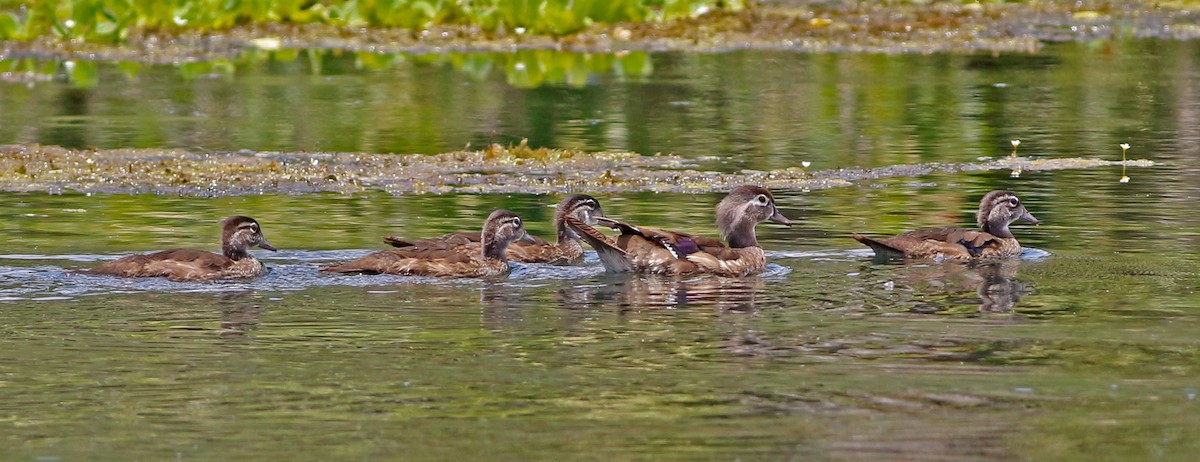 Links - New York Breeding Bird Atlas