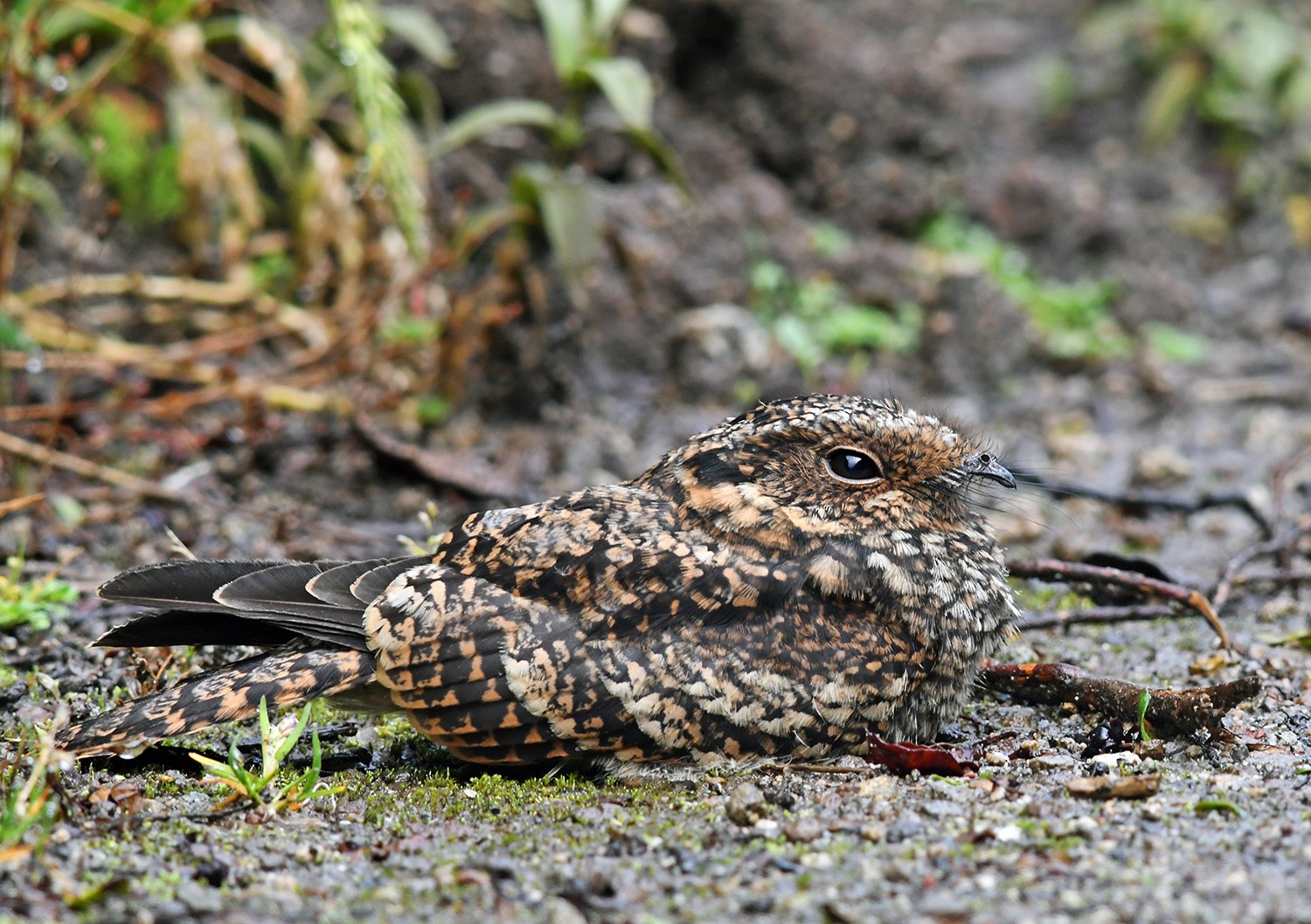 Band-winged Nightjar (Rufous-naped) - eBird