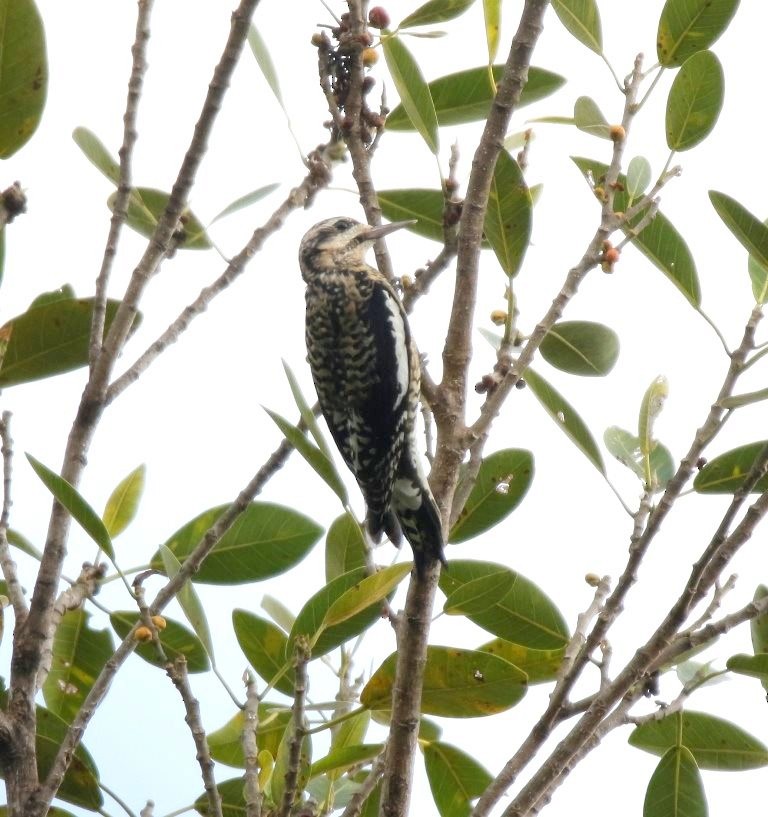 eBird Checklist - 8 Dec 2018 - Tall Cypress Natural Area - 38 species