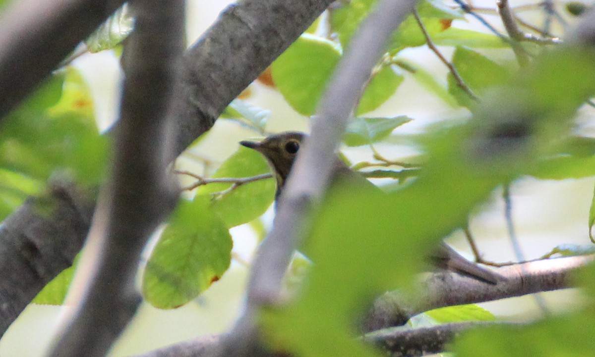 eBird Checklist - 5 Sep 2013 - Garret Mountain Reservation (Park) - 56 ...