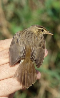 Streaked Reed Warbler - Acrocephalus sorghophilus - Birds of the World