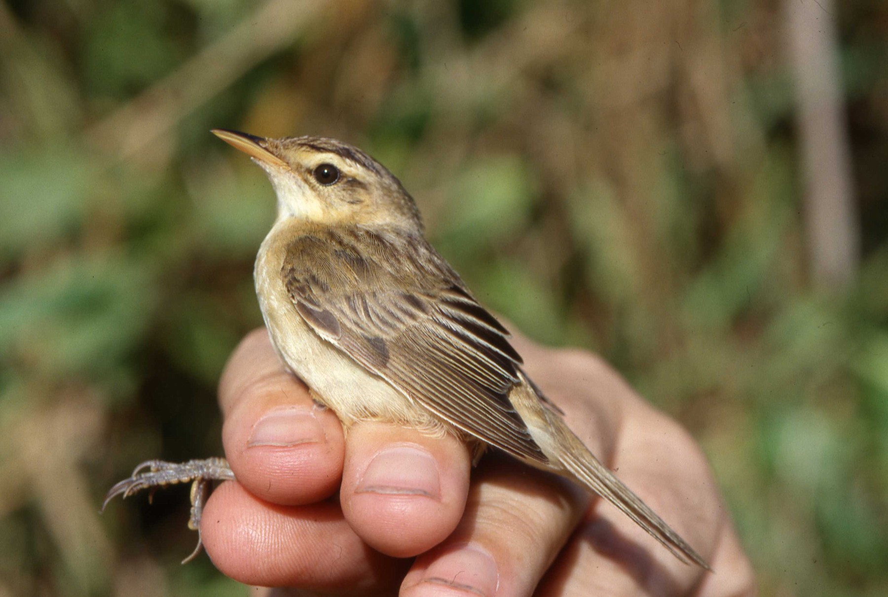 Streaked Reed Warbler - eBird