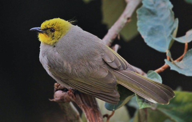 Photos - Yellow-throated Bulbul - Pycnonotus xantholaemus - Birds of ...