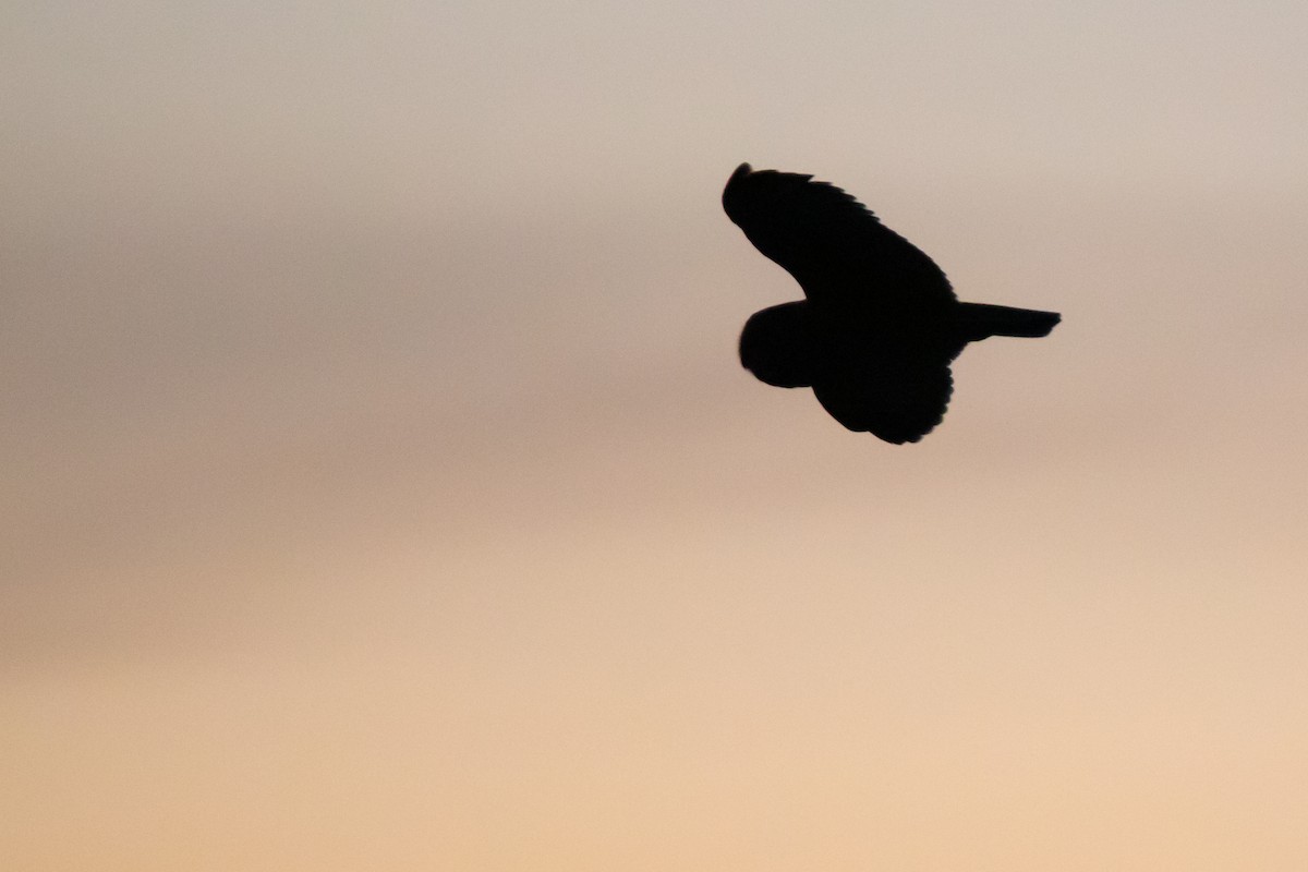 eBird Checklist - 9 Dec 2018 - Granville Schools Land Lab - 5 species