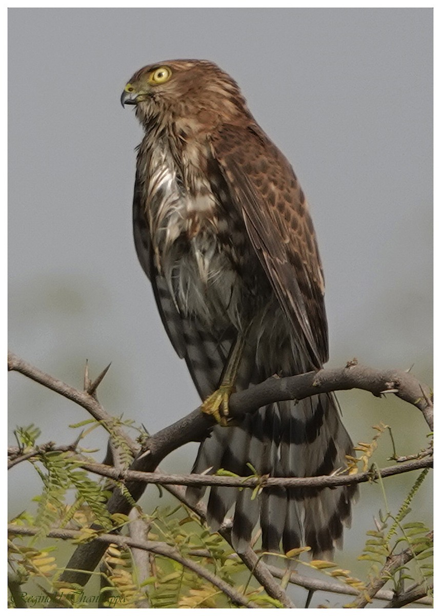 eBird India Checklist - 9 Dec 2018 - Sanjay Van - 10 species