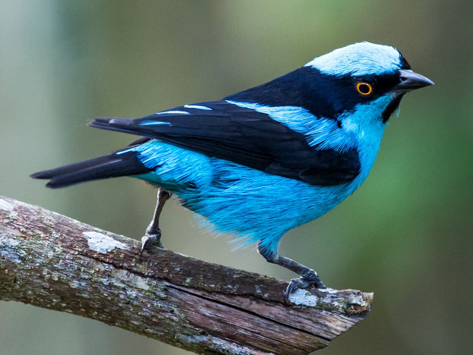 Turquoise Dacnis - eBird