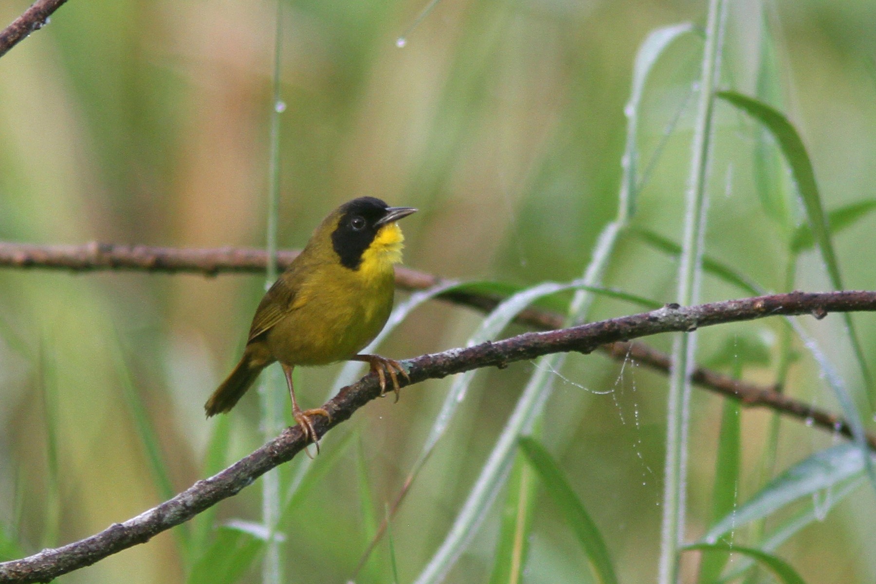 Olive-crowned Yellowthroat (Baird's) - eBird