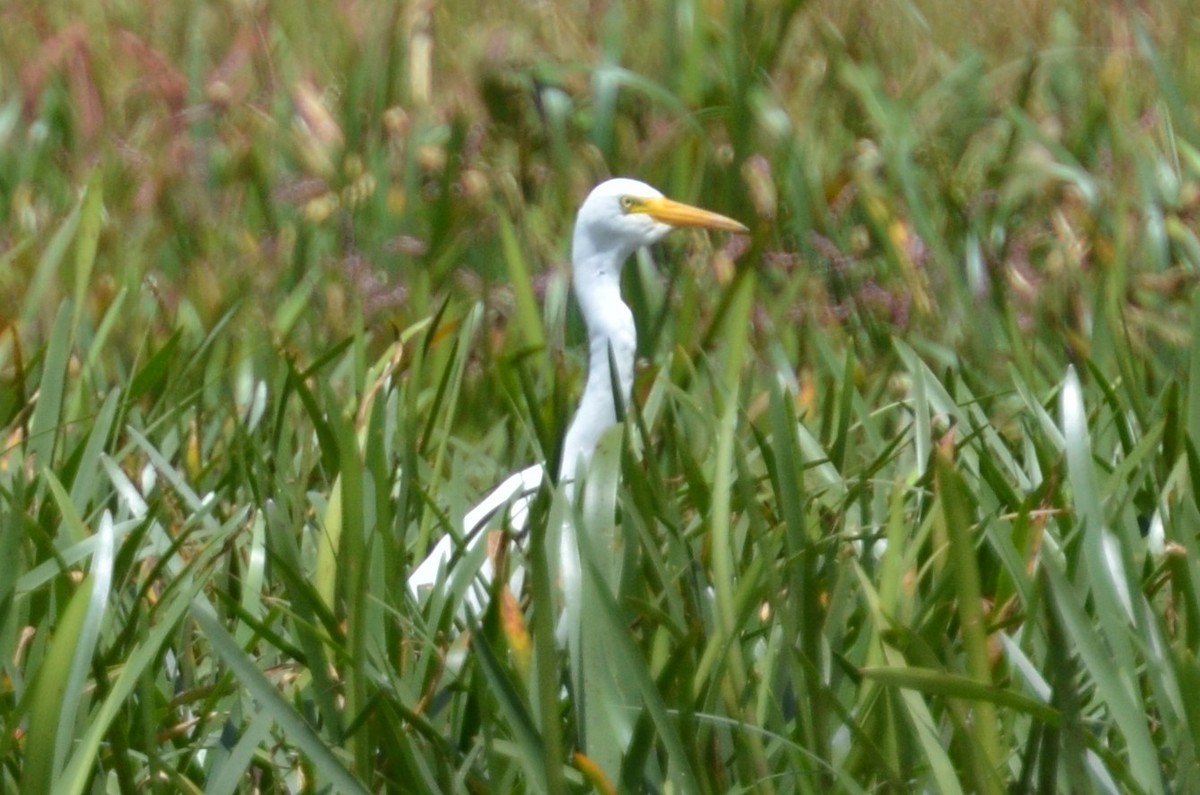 eBird Checklist - 12 Dec 2018 - Lake Colac - 64 species