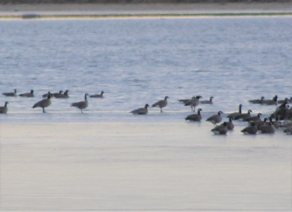 eBird Checklist - 12 Dec 2018 - stakeout hotspot Pink-footed Goose ...