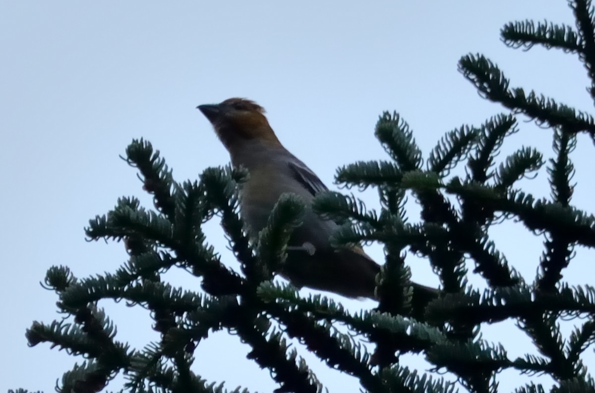 eBird Checklist - 27 Jan 2015 - Mt. Ashland Ski Area - 10 species