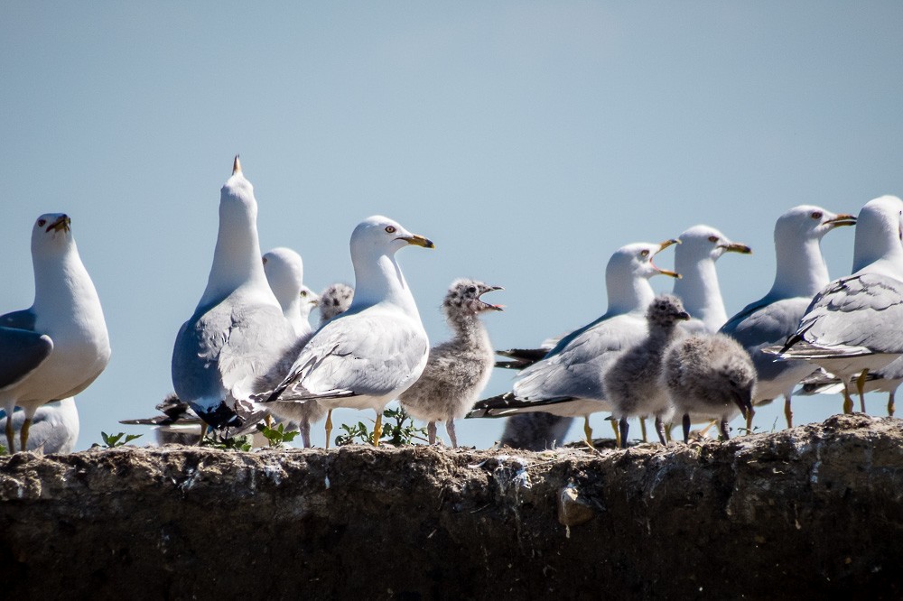 1 - Blocks - New York Breeding Bird Atlas