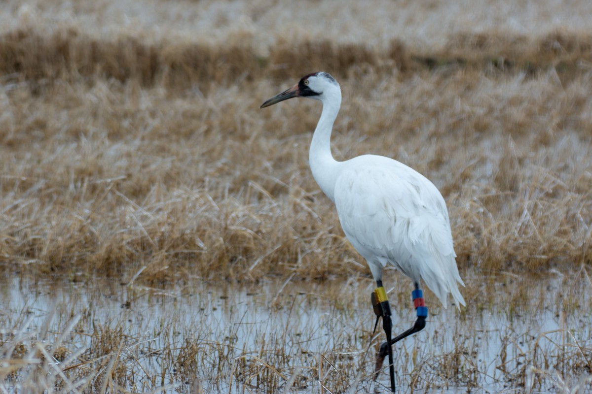 eBird Checklist - 9 Dec 2018 - stakeout Whooping Crane, Hwy. 33, Roe (2018) - 32 species