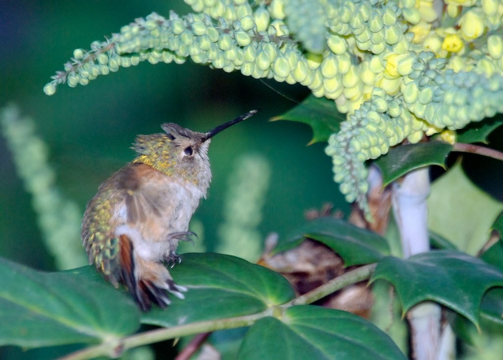eBird Checklist - 19 Dec 2011 - Theodore Roosevelt Park, Manhattan - 4 ...