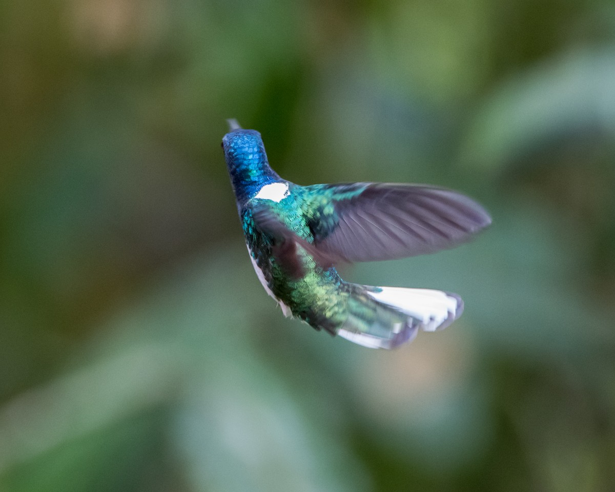 eBird Checklist - 11 Nov 2014 - Alambi Reserve - 32 species