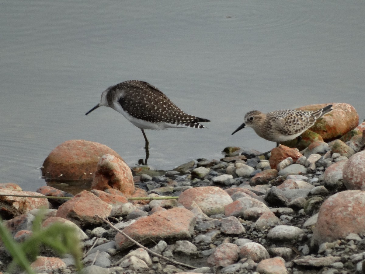 eBird Checklist - 15 Aug 2014 - Chase lagoon and VLA flats - 11 species